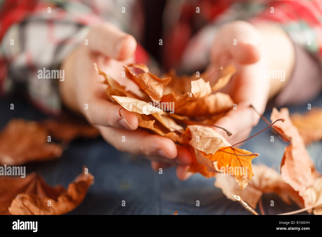 Pale gold maple leaf hi-res stock photography and images - Alamy