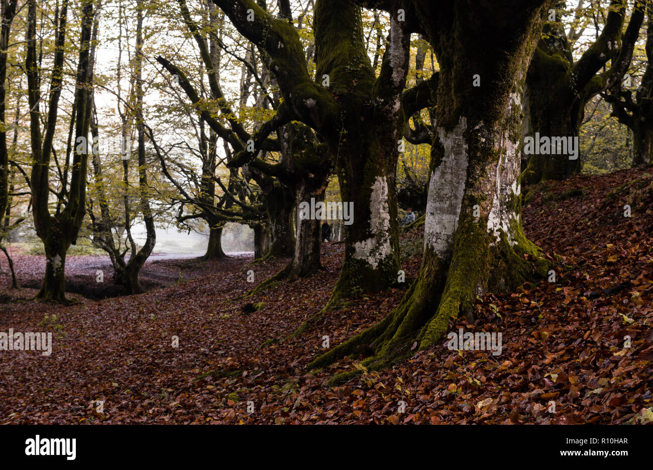 Colorful beech forest, with a nice stream passing between the big trees ...