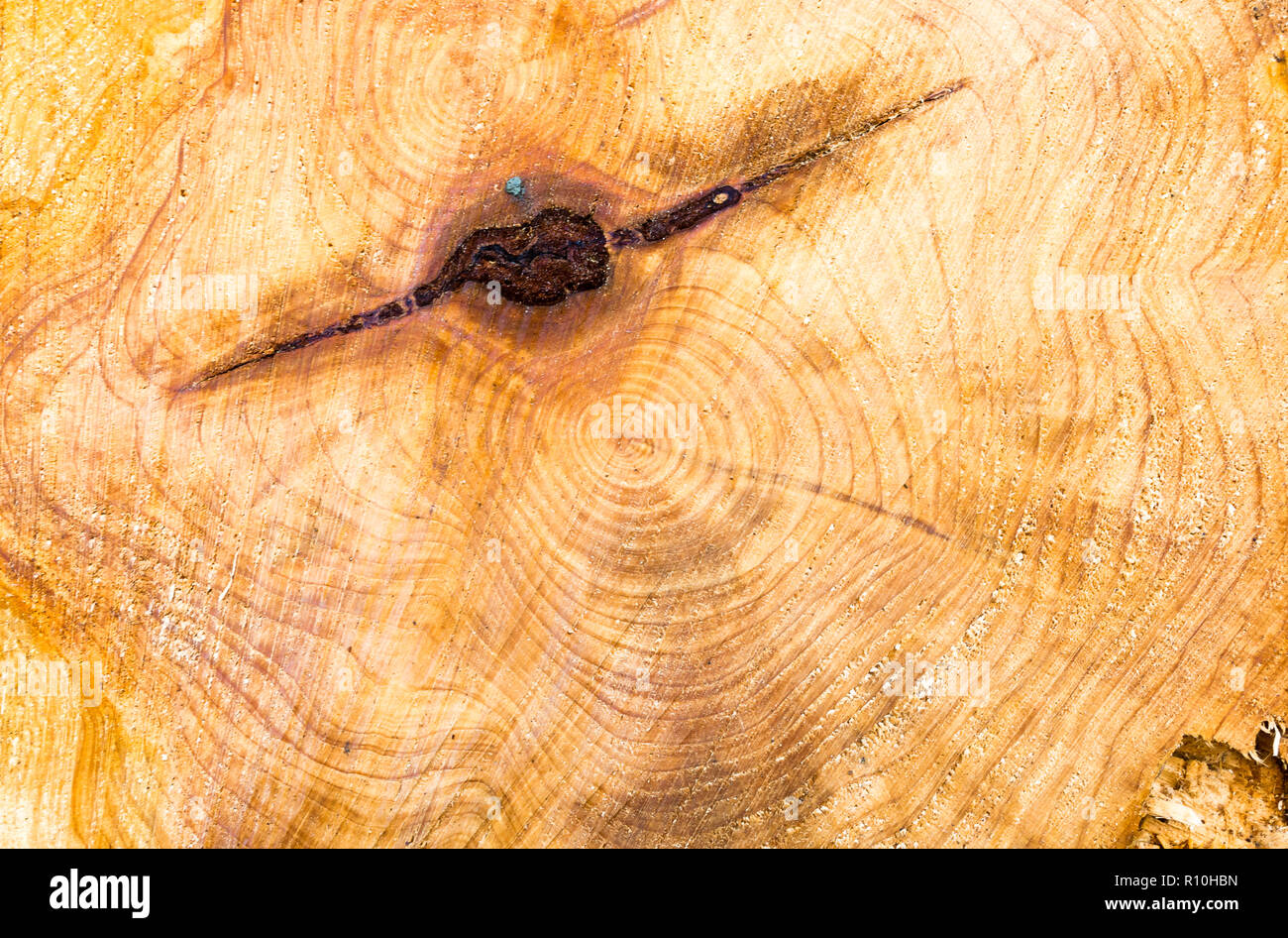 Wood texture of cutted tree trunk, close-up Stock Photo - Alamy