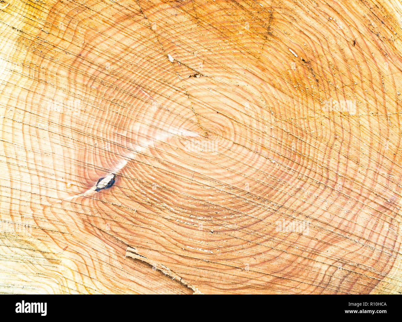 Wood texture of cutted tree trunk, close-up Stock Photo - Alamy