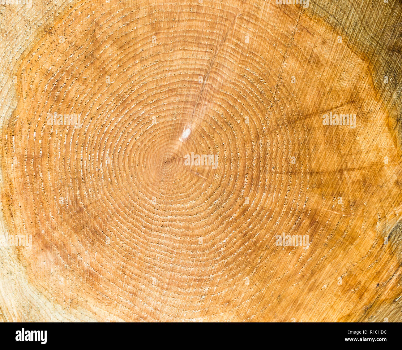 Wood texture of cutted tree trunk hi-res stock photography and images ...