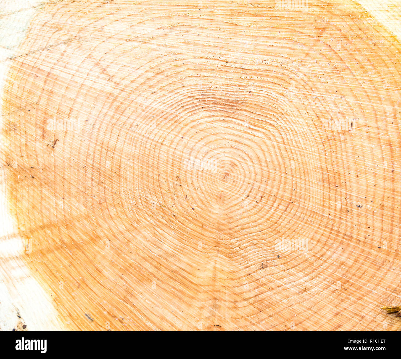 Wood texture of cutted tree trunk, close-up Stock Photo - Alamy
