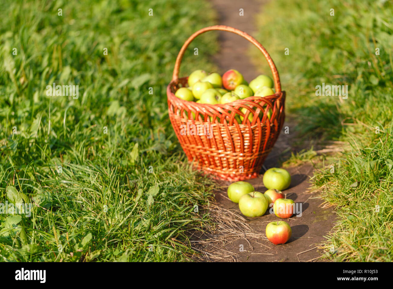 big baskets of apples on green garden background Stock Photo - Alamy