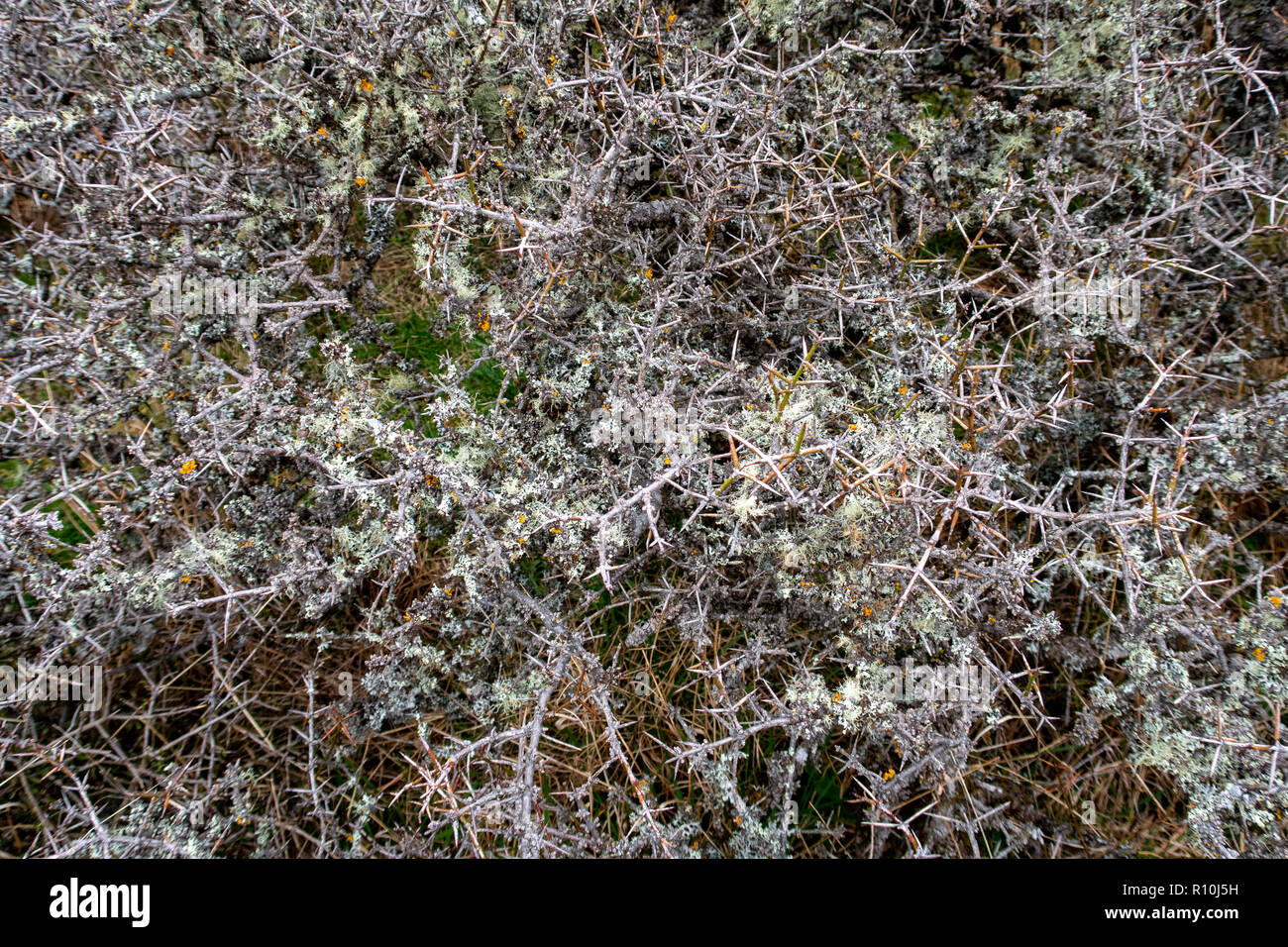 Matagouri growing near tussocks in the high country of New Zealand ...