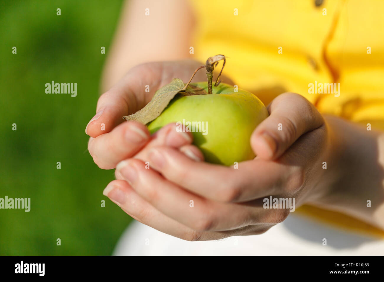 Healthy eating apples from your garden Stock Photo - Alamy