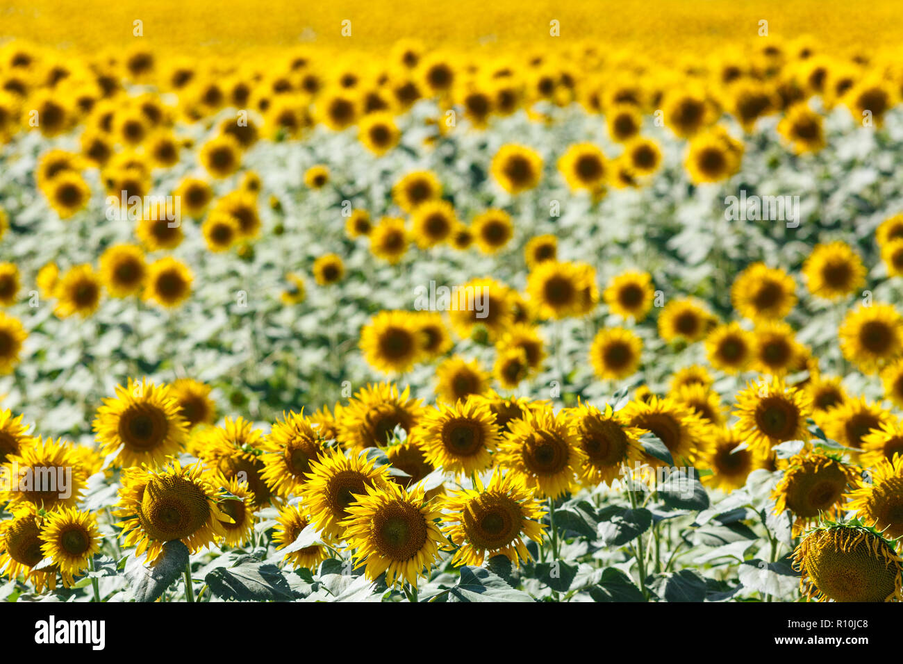 Sunflower field landscape Stock Photo - Alamy