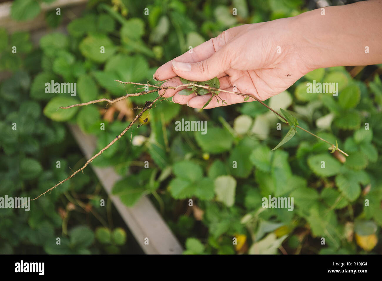 Roots of an invasive weed plant in Strawberries in the Garden Stock ...