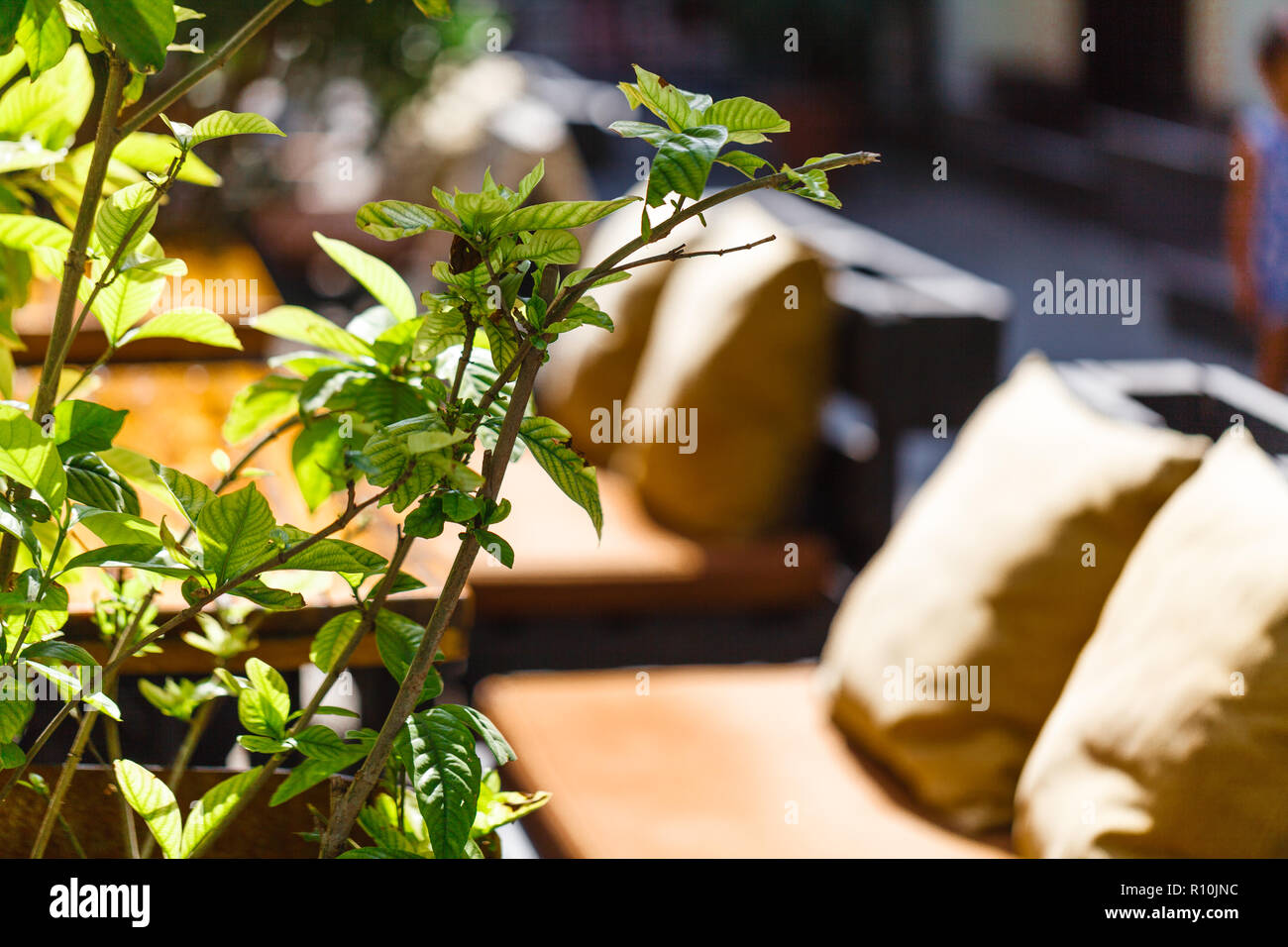 typical street cafe bar Stock Photo - Alamy