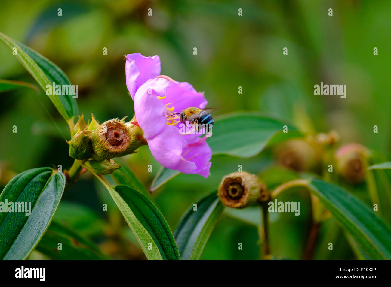 Blue Banded Bees pollenating flowers Stock Photo - Alamy