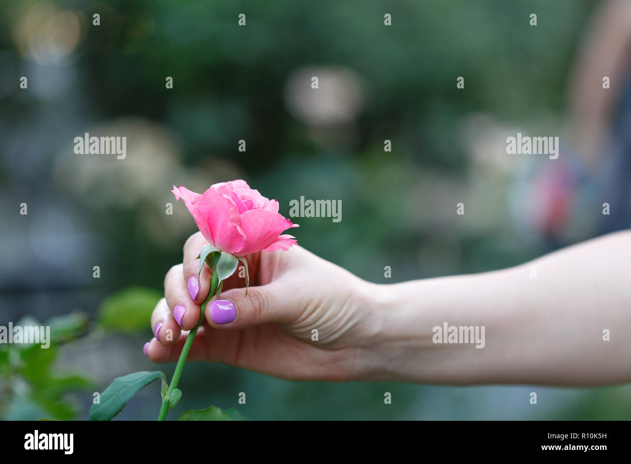 Red rose in hand Stock Photo - Alamy