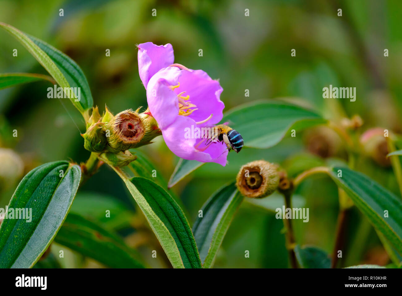 Blue Banded Bees pollenating flowers Stock Photo - Alamy