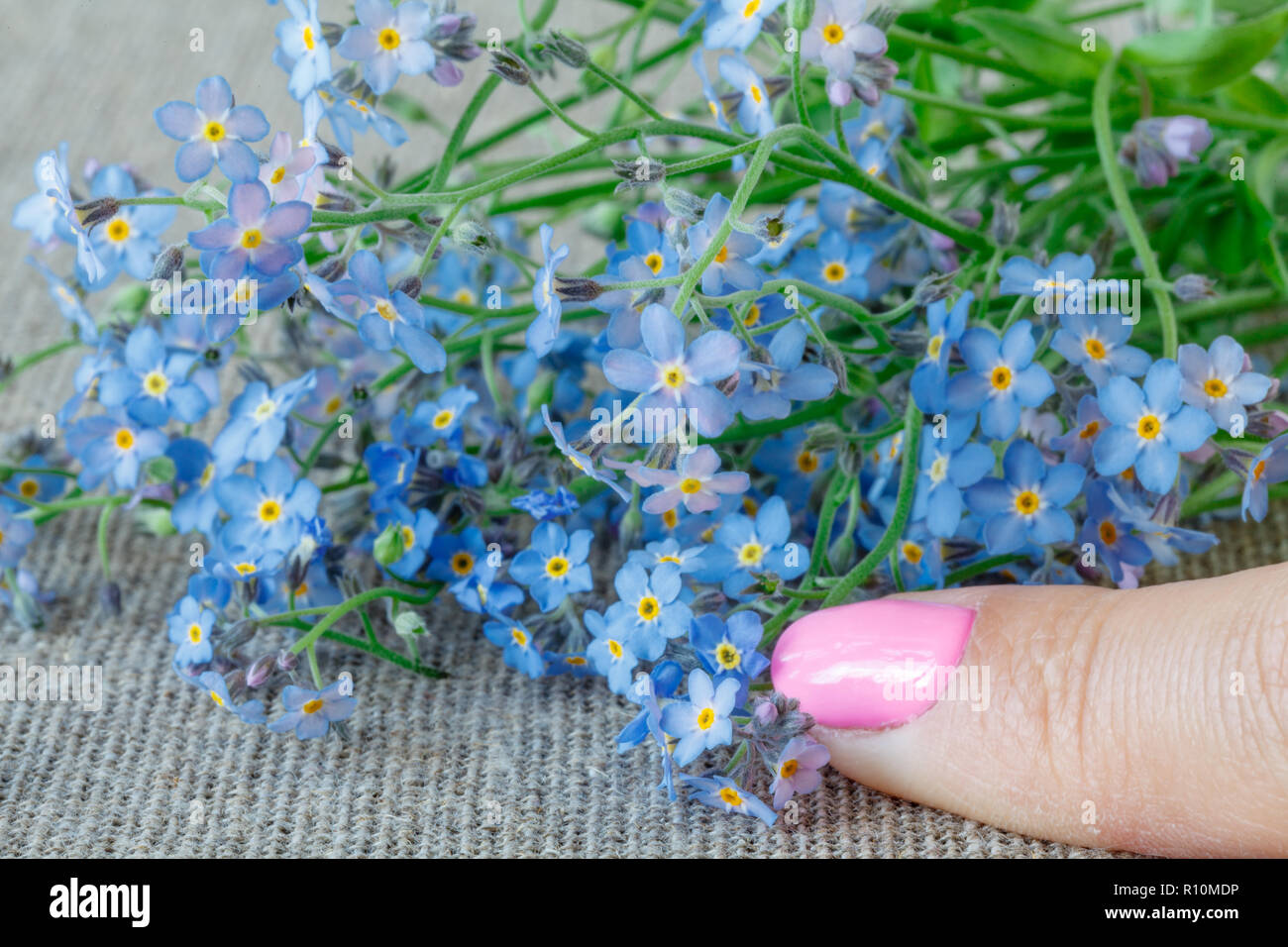Bouquet of forget-me not's Stock Photo - Alamy