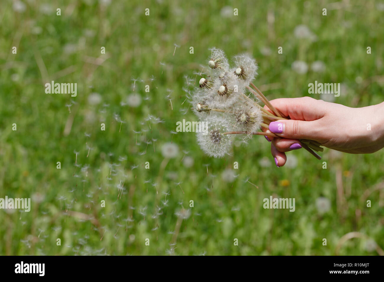 Flying dandelion down Stock Photo - Alamy