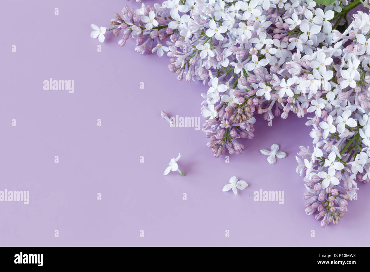 Floral background lilac flowers on plain background Stock Photo - Alamy