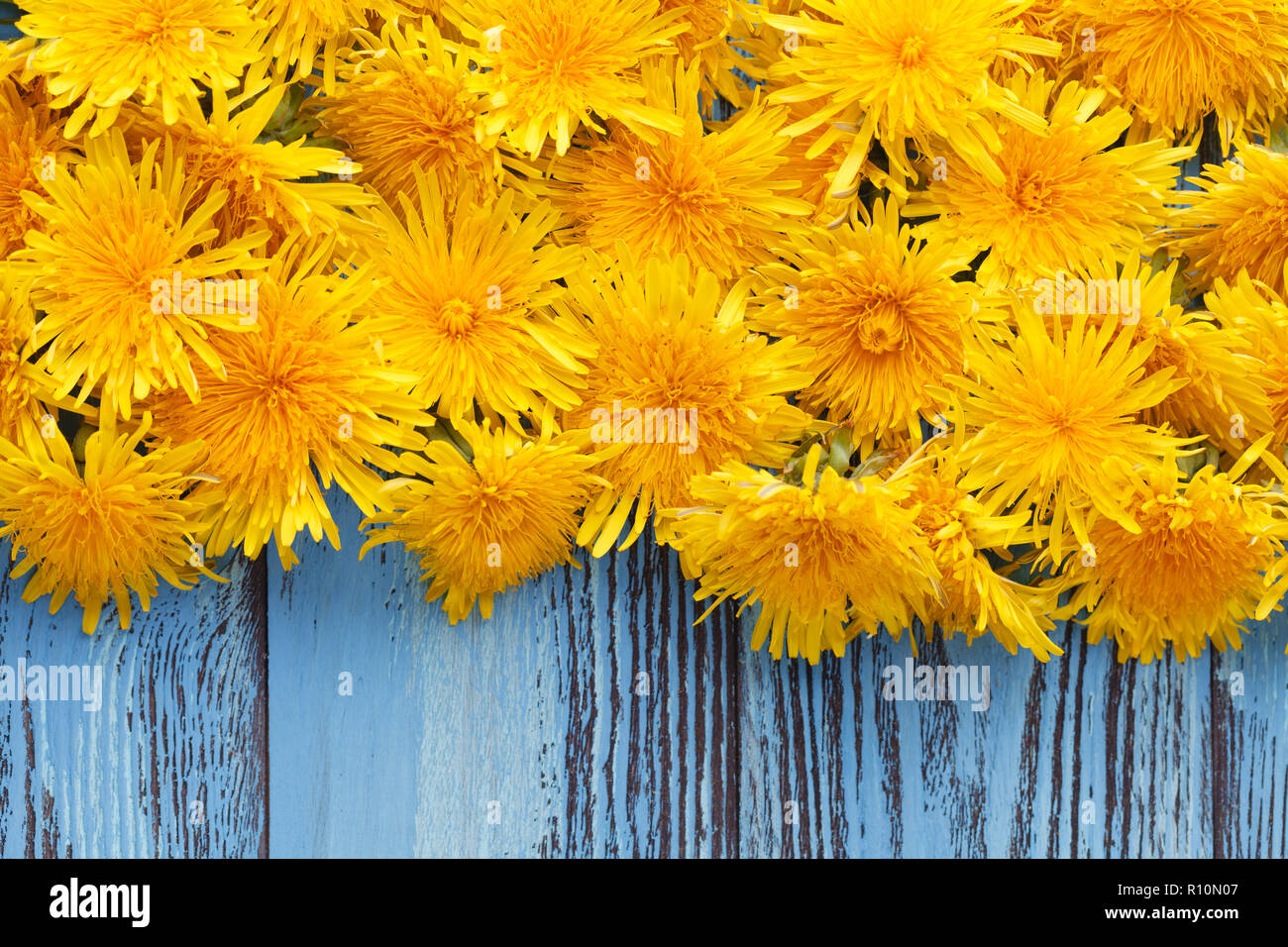 Dandelion background frame on blue Stock Photo - Alamy