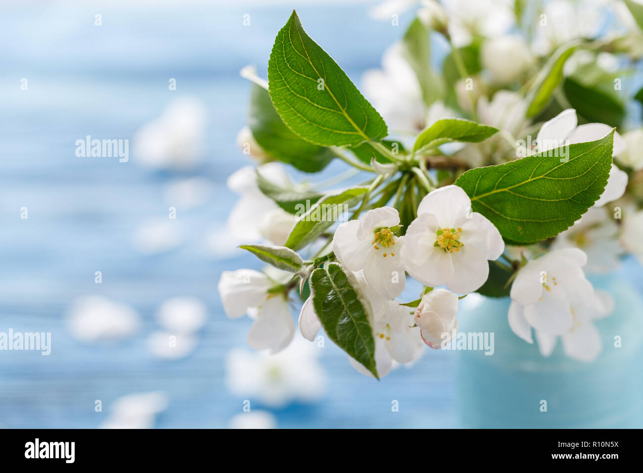 first spring flowers on white background with space for text Stock ...