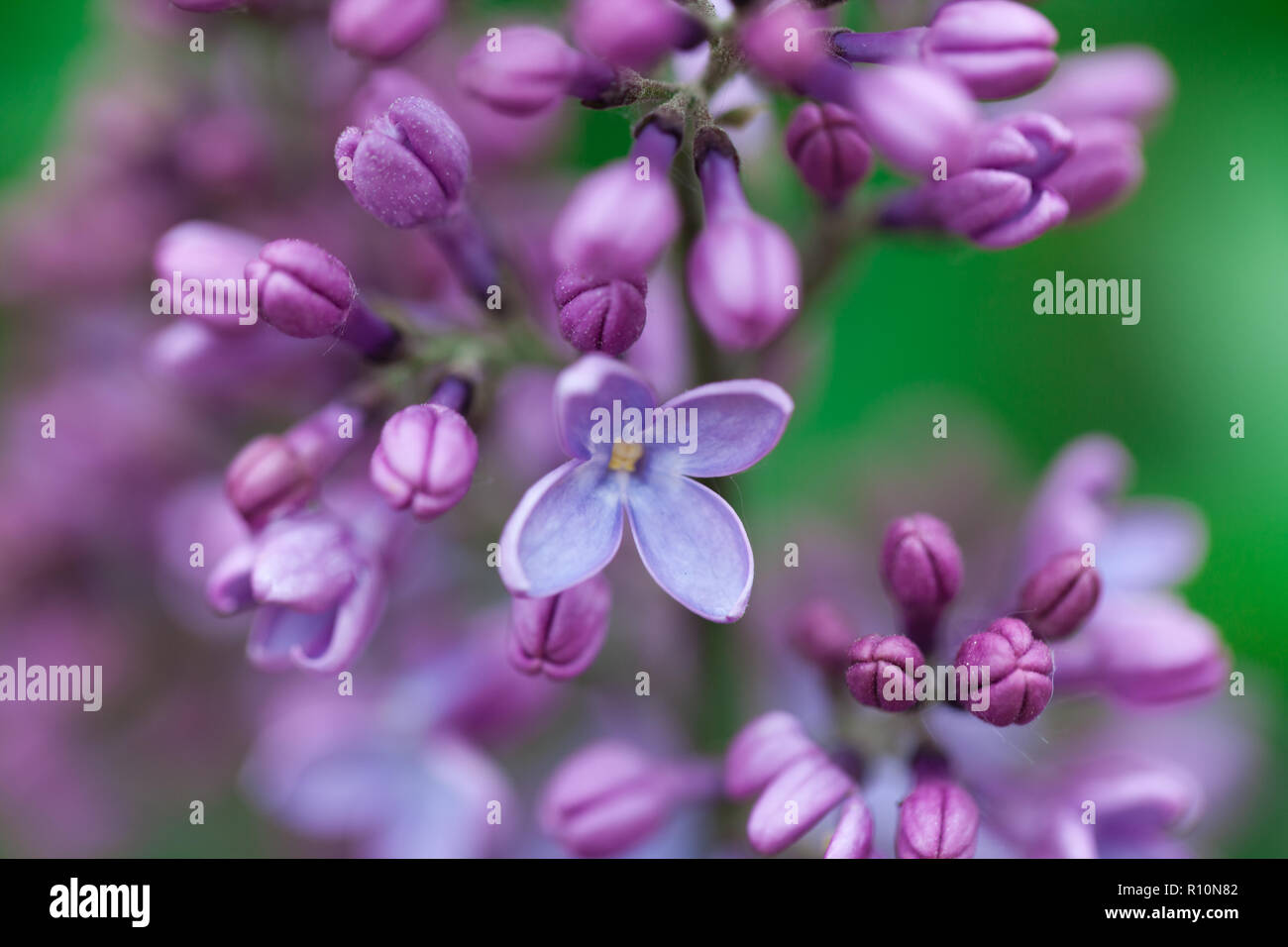 Liliac leaf hi-res stock photography and images - Alamy