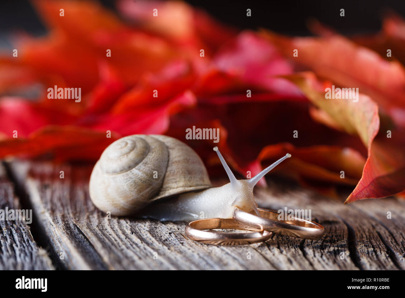 Wedding rings maple leaves hi-res stock photography and images - Alamy