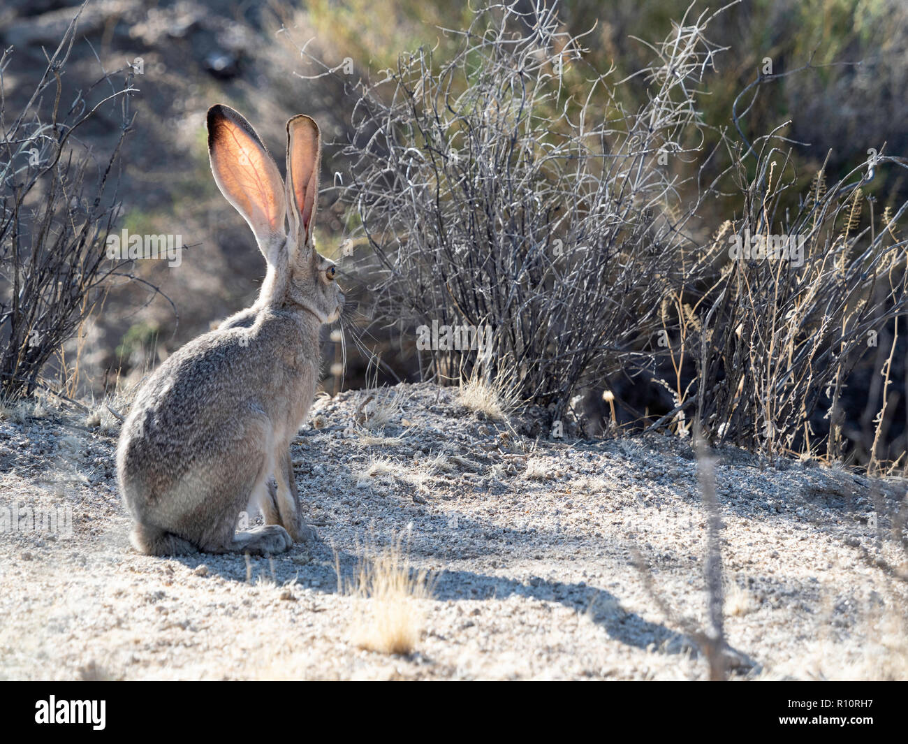 Jack rabbit desert hi-res stock photography and images - Alamy