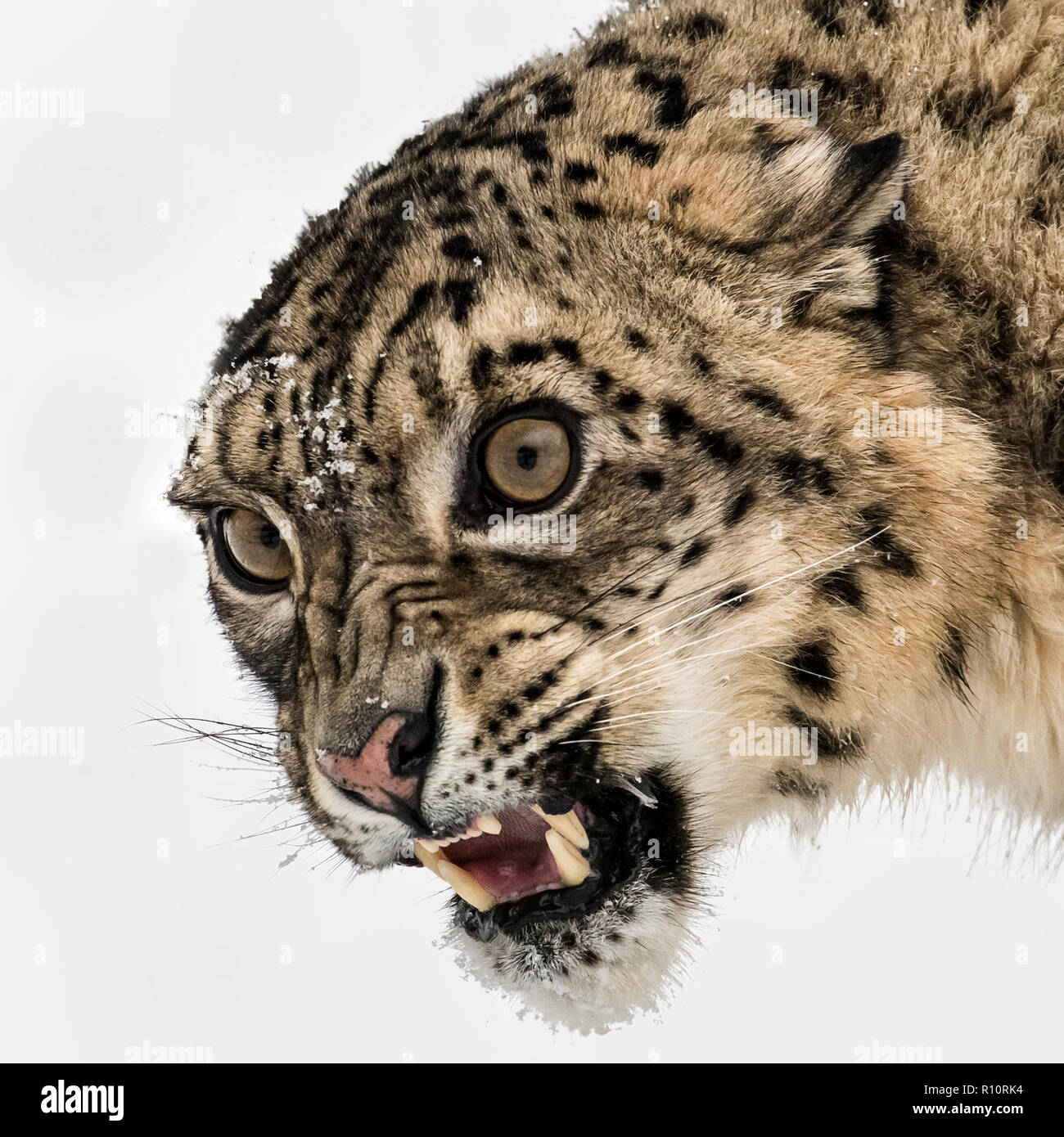 Portrait of Snarling Snow Leopard on Isolated White Background Stock ...