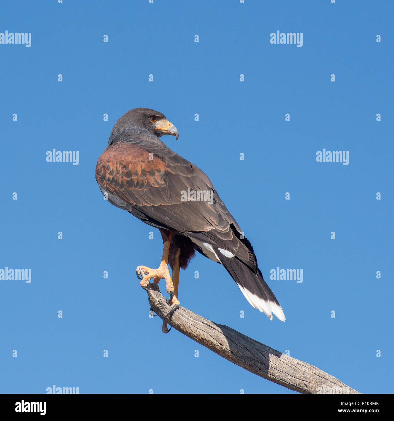 Harris hawk harriss prey in flight hi-res stock photography and images ...