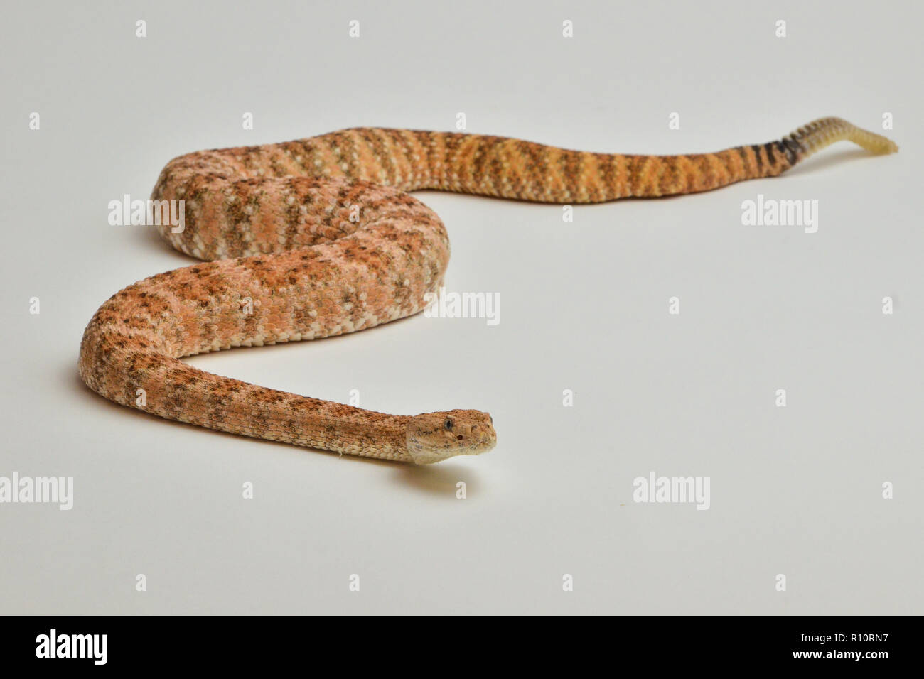 Spotted rattlesnake hi-res stock photography and images - Alamy