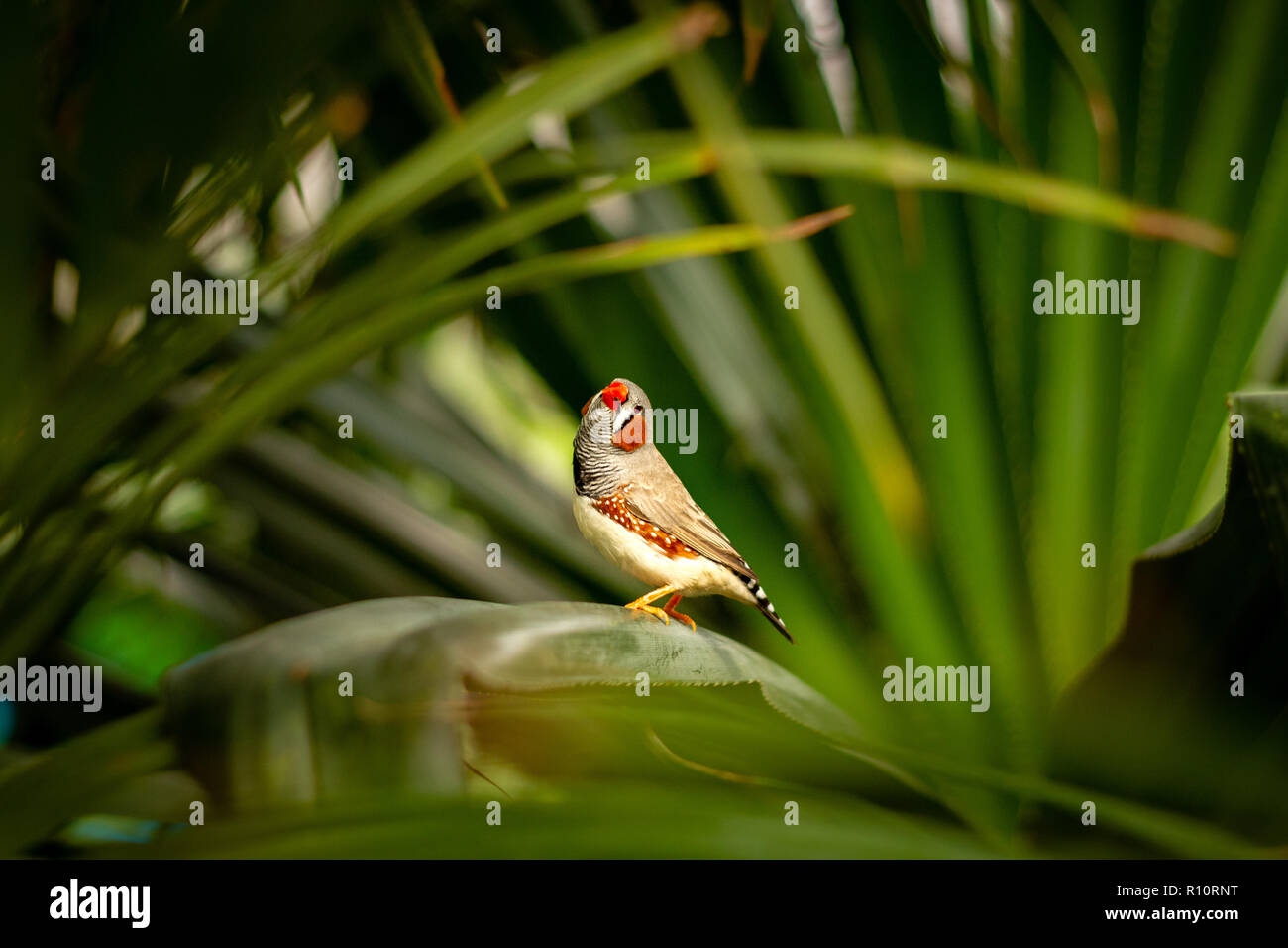 Zebra finch hi-res stock photography and images - Alamy