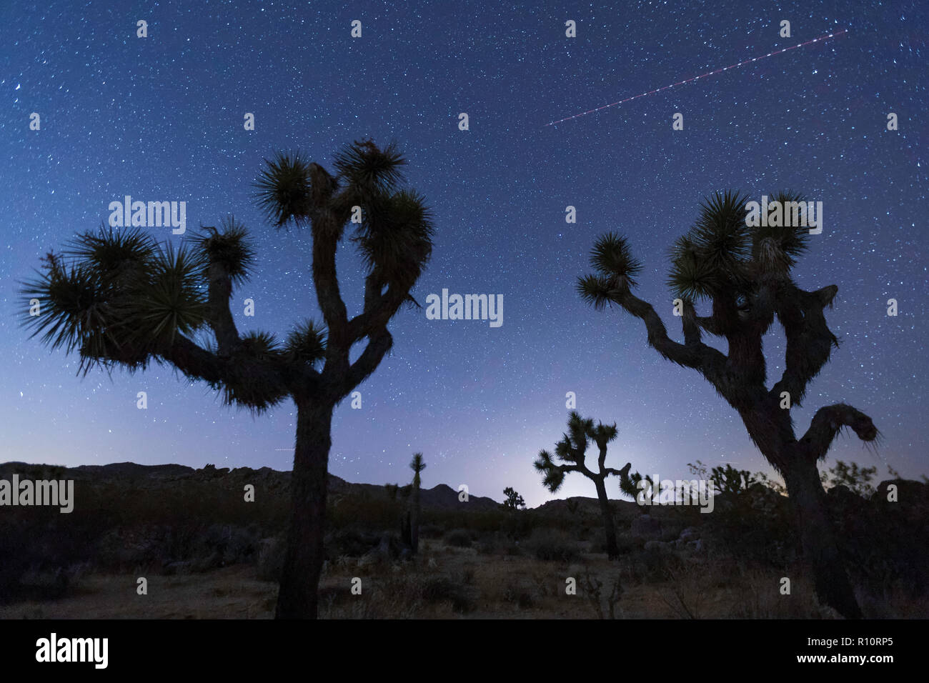 Night sky with trees hi-res stock photography and images - Alamy