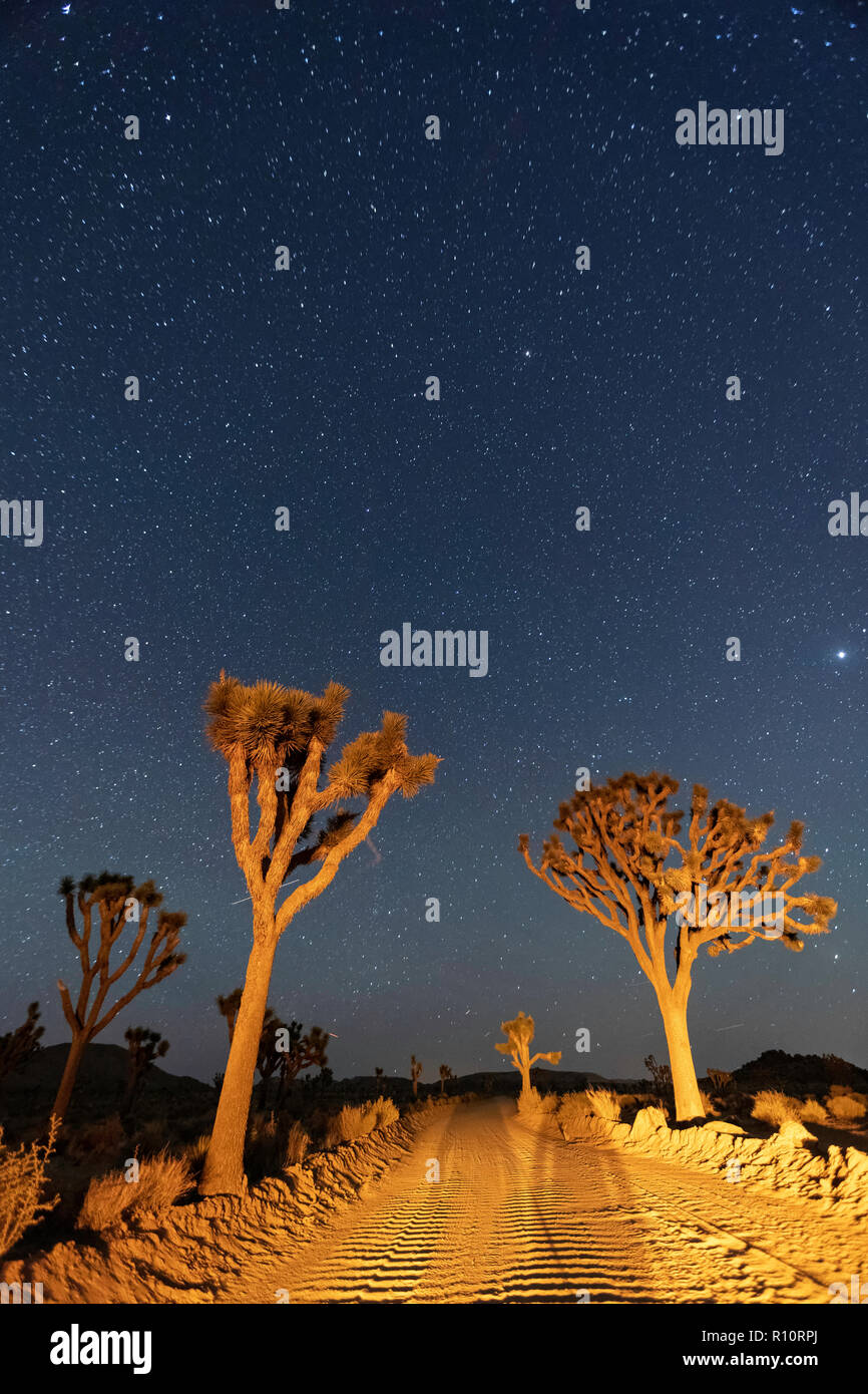 Night sky with trees hi-res stock photography and images - Alamy