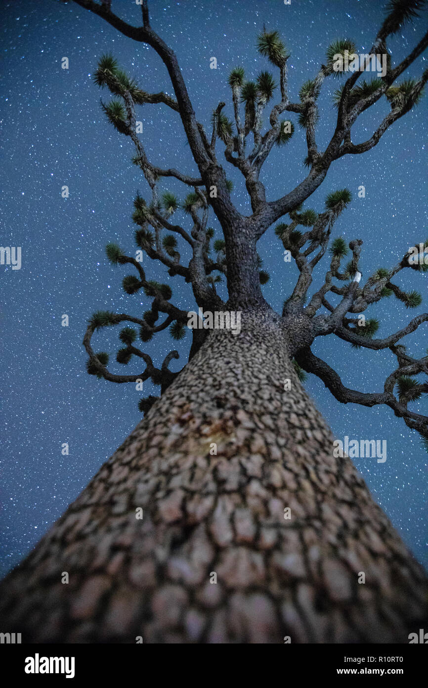 Starry night sky with tree hi-res stock photography and images - Alamy