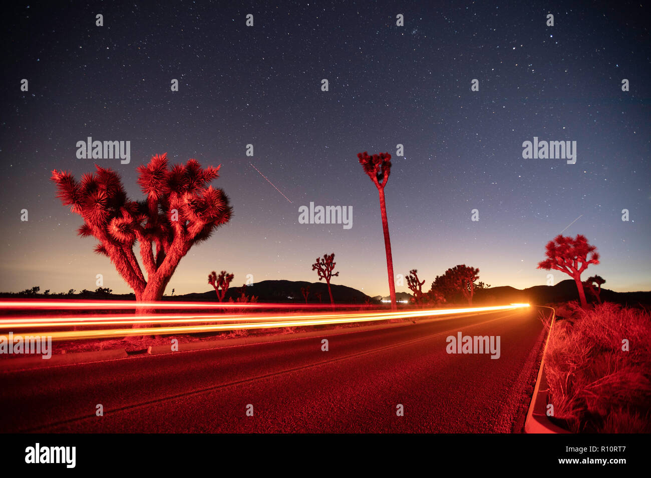 Night sky with trees hi-res stock photography and images - Alamy