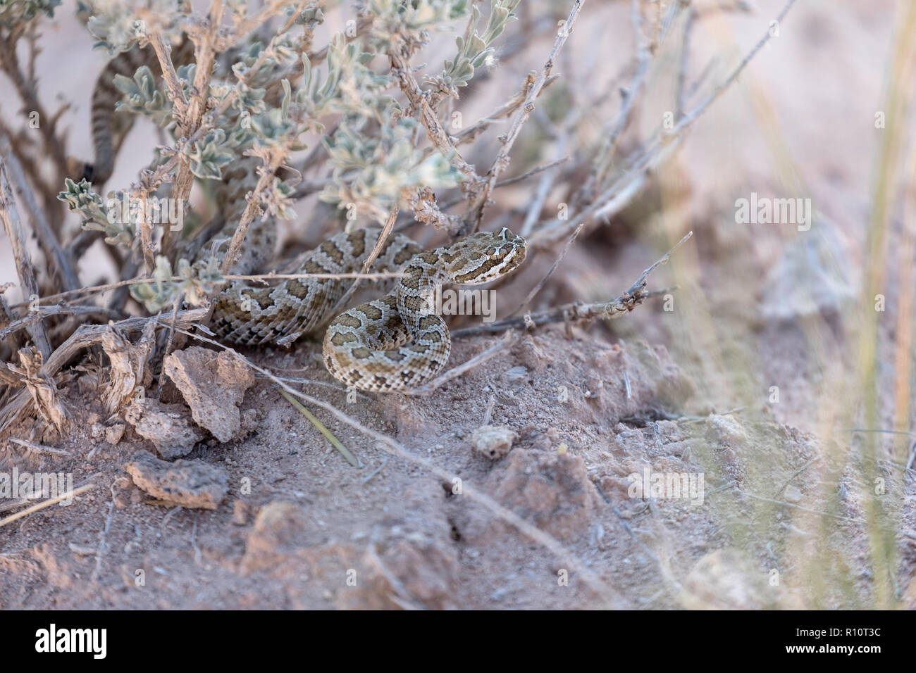 Young rattlesnake, Crotalus spp, in Grand Staircase-Escalante National ...