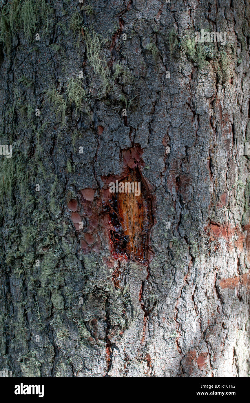 Wound in tree hi-res stock photography and images - Alamy
