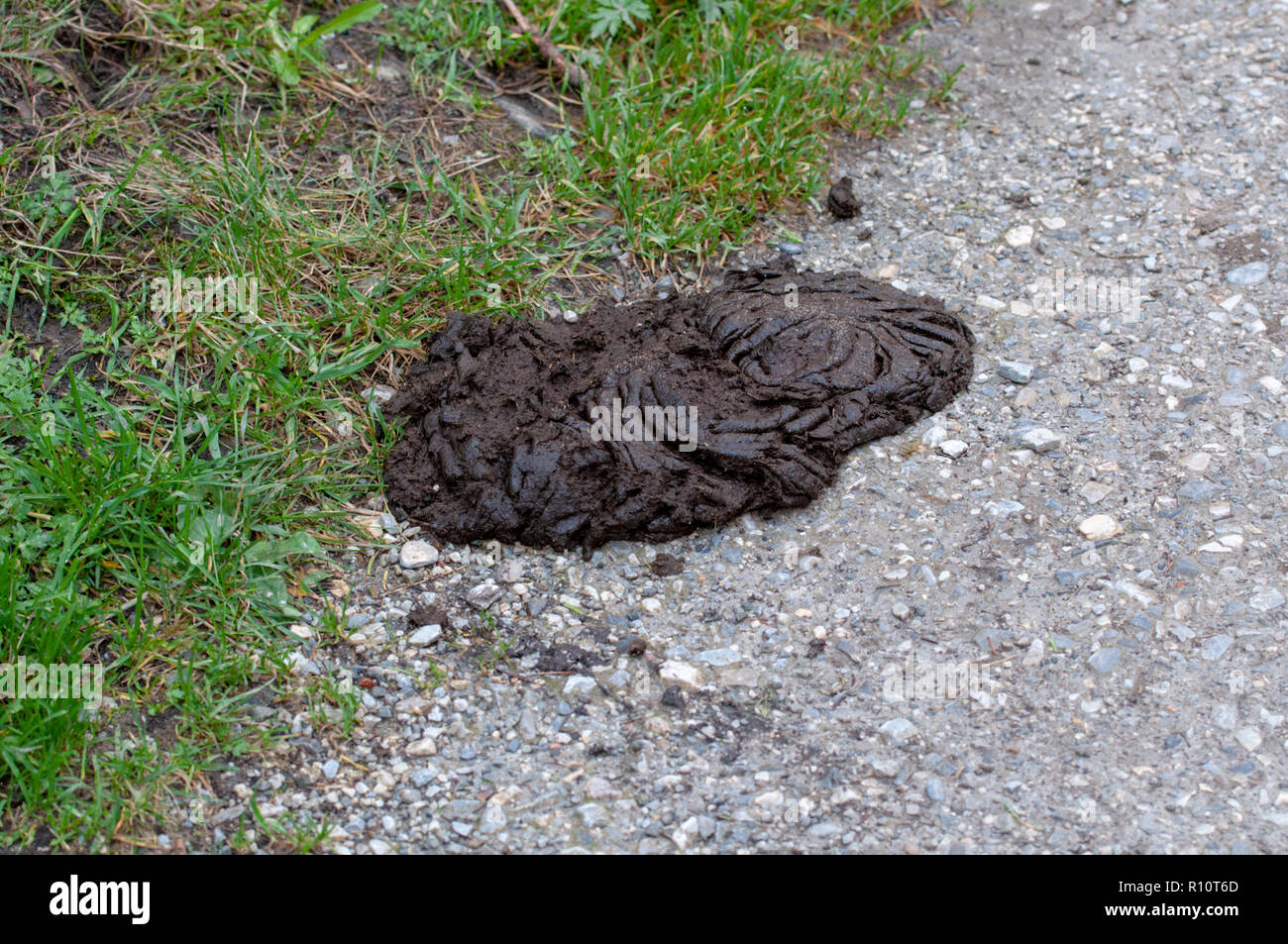 Cow pats hi-res stock photography and images - Alamy