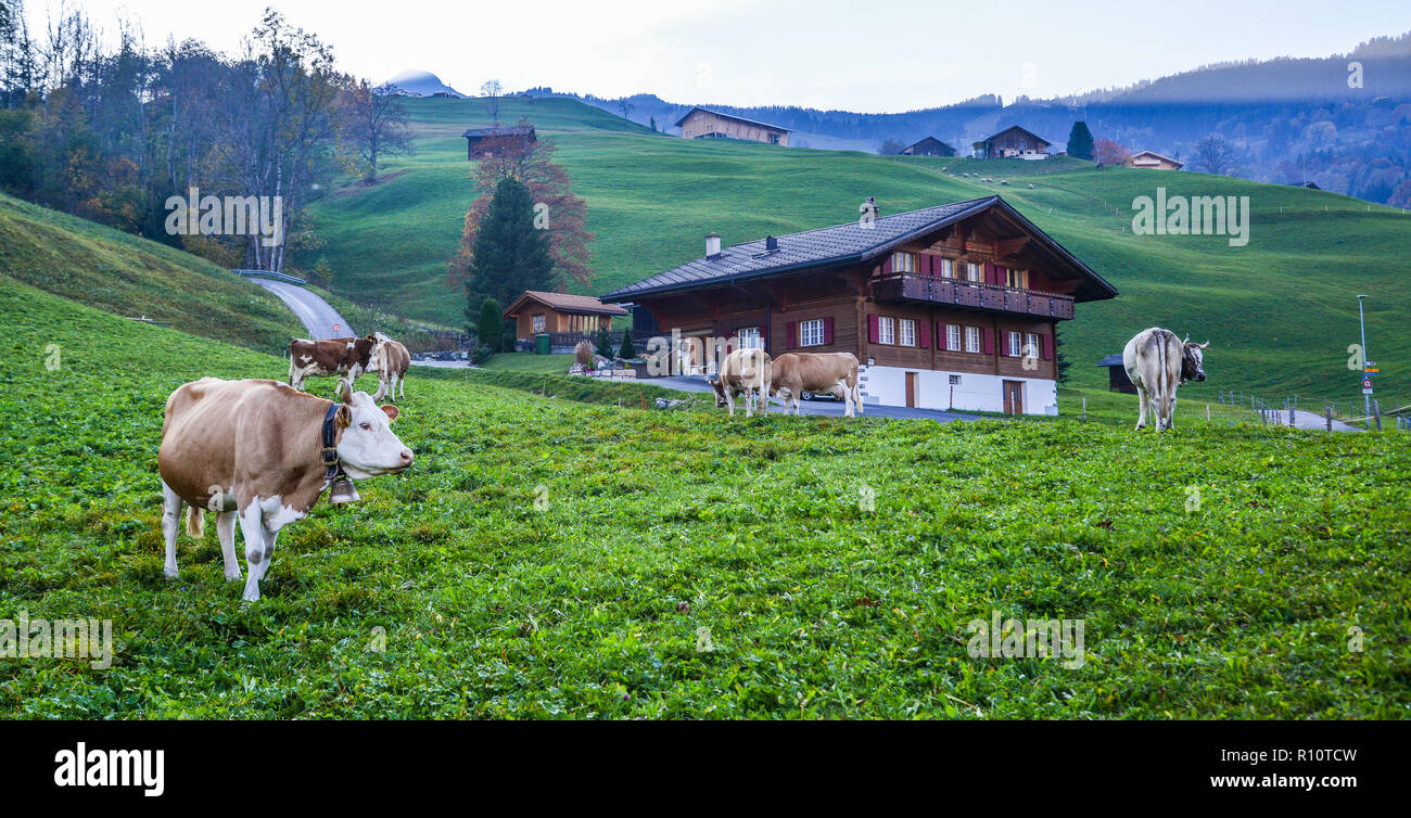 Rural houses with cows in Grindelwald, Switzerland. Grindelwald was one ...