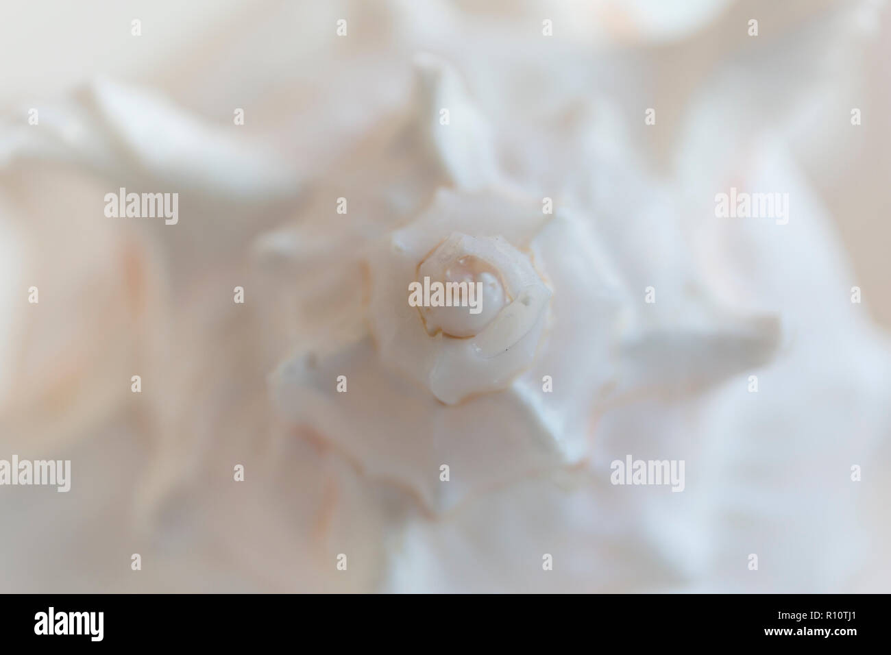 Spiral macro seashell. Blur close up shell background Stock Photo - Alamy