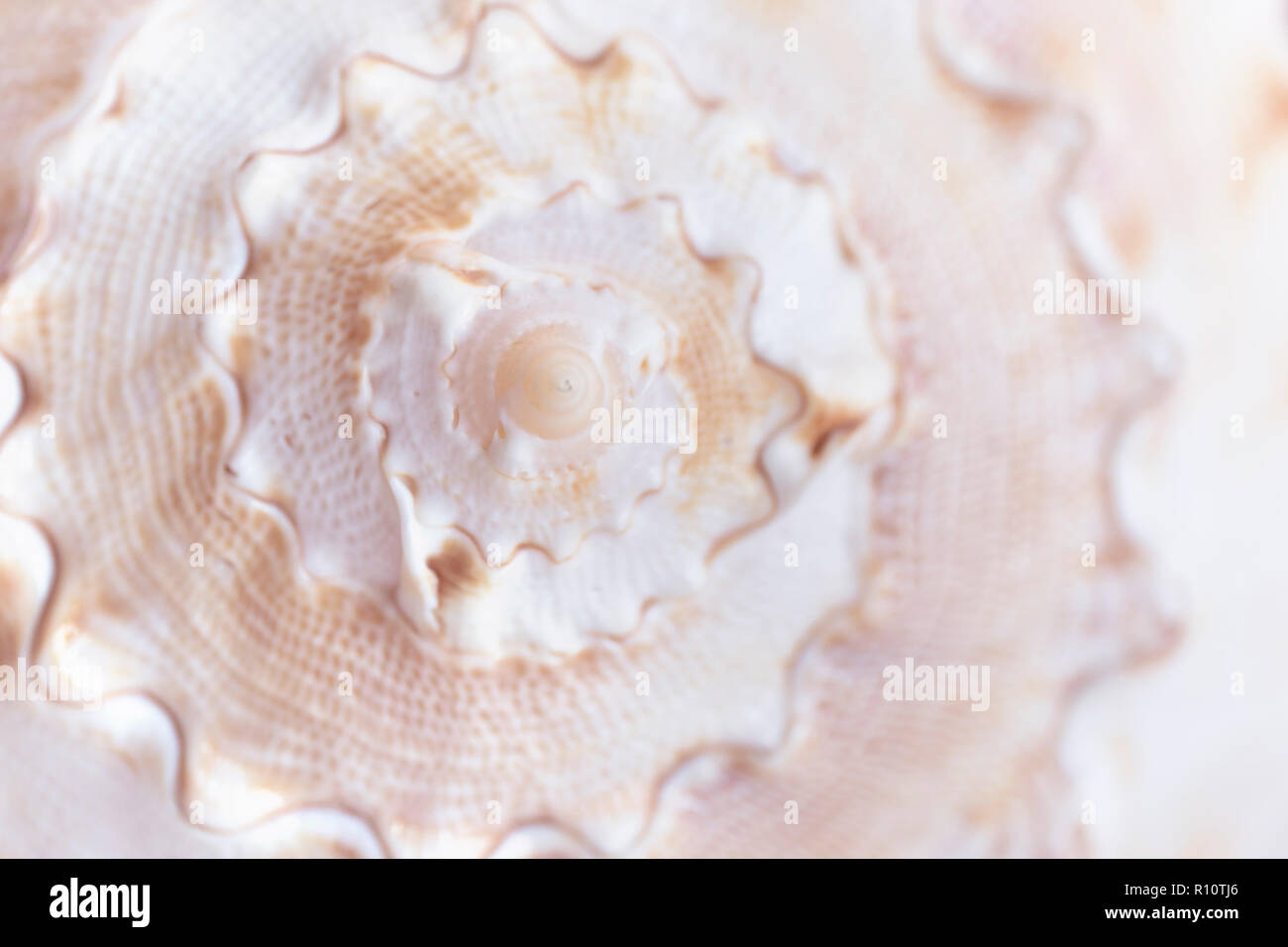 Spiral macro seashell. Blur close up shell background Stock Photo - Alamy