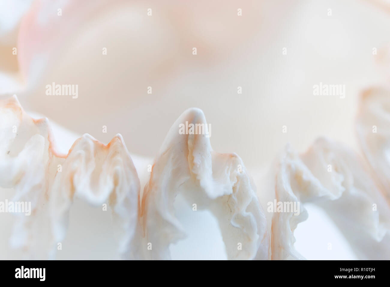 Macro seashell. Blur close up shell background Stock Photo - Alamy