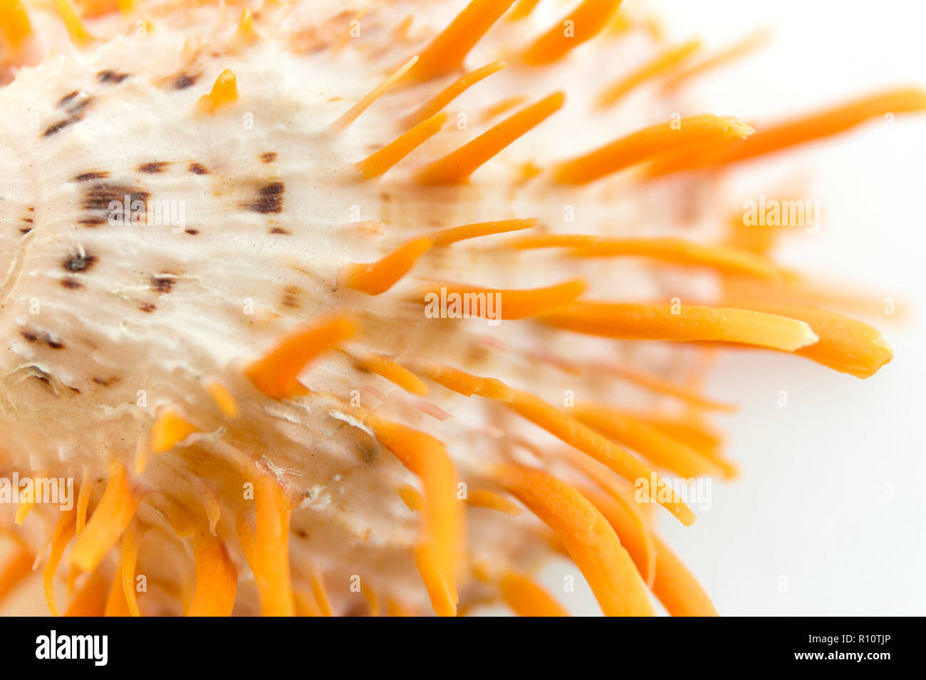 Macro orange seashell. Blur close up shell background Stock Photo - Alamy