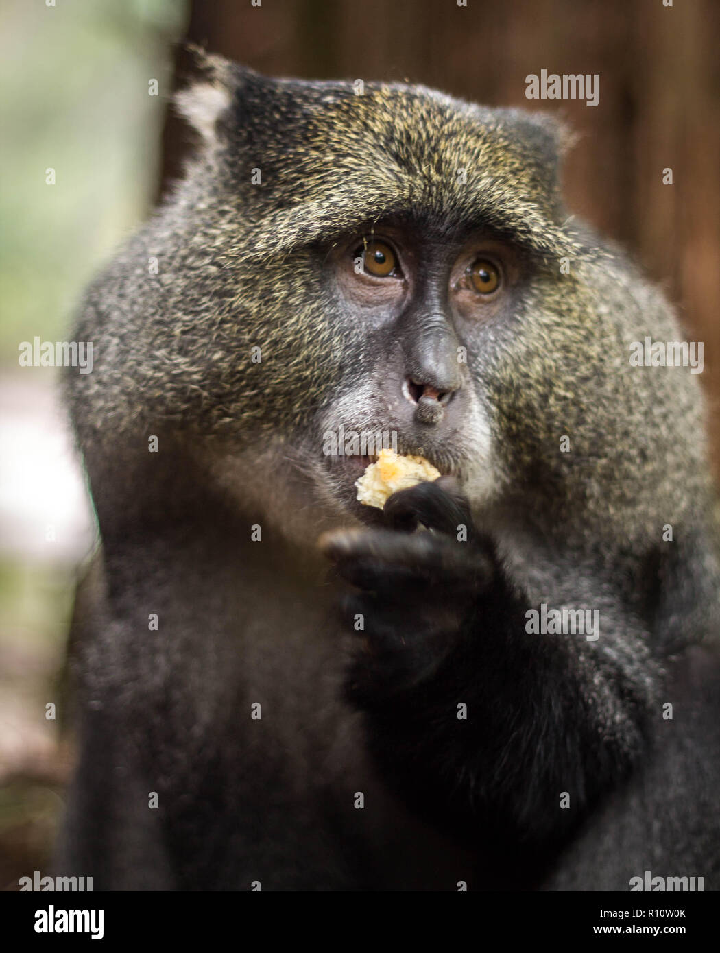 Pokey monkey hi-res stock photography and images - Alamy