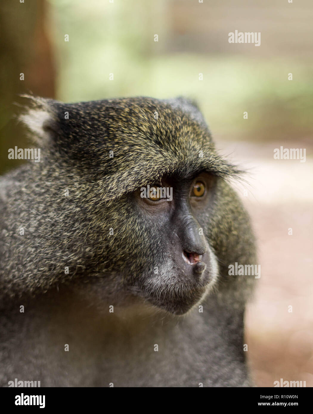 Monkey eating bread Stock Photo - Alamy