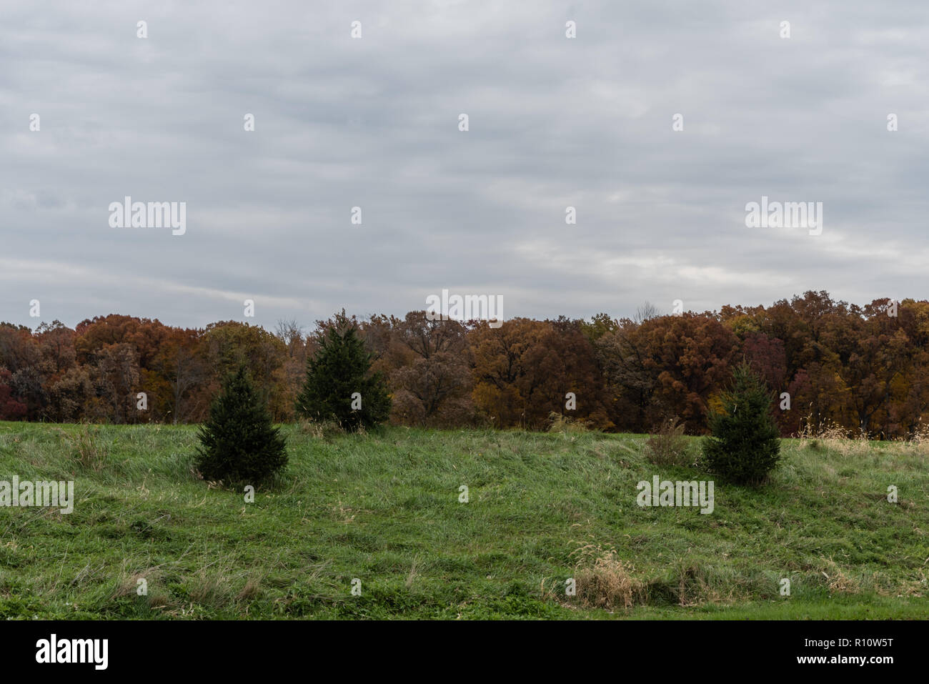 Indiana Forest High Resolution Stock Photography and Images - Alamy