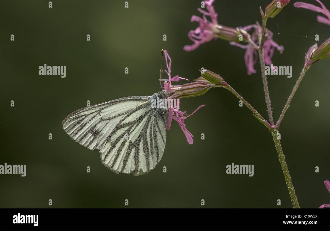 Green-veined White, Pieris napi, spring generation, feeding on Ragged ...