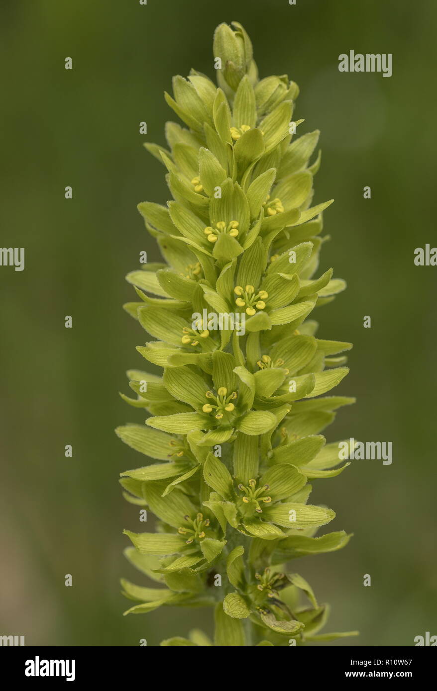 Green false helleborine hi-res stock photography and images - Alamy