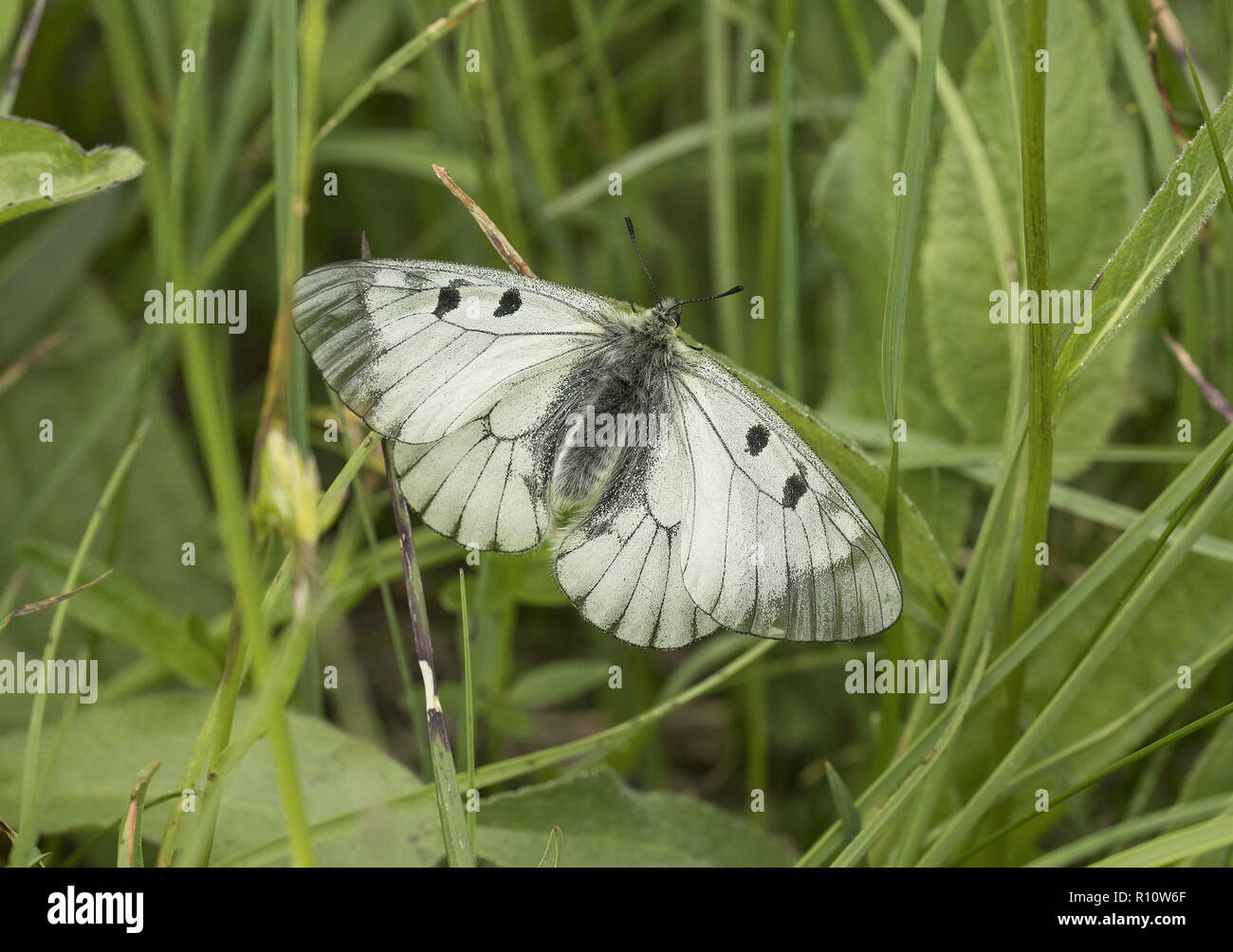 Clouded Apollo, Parnassius mnemosyne settled in upland meadow in cool ...