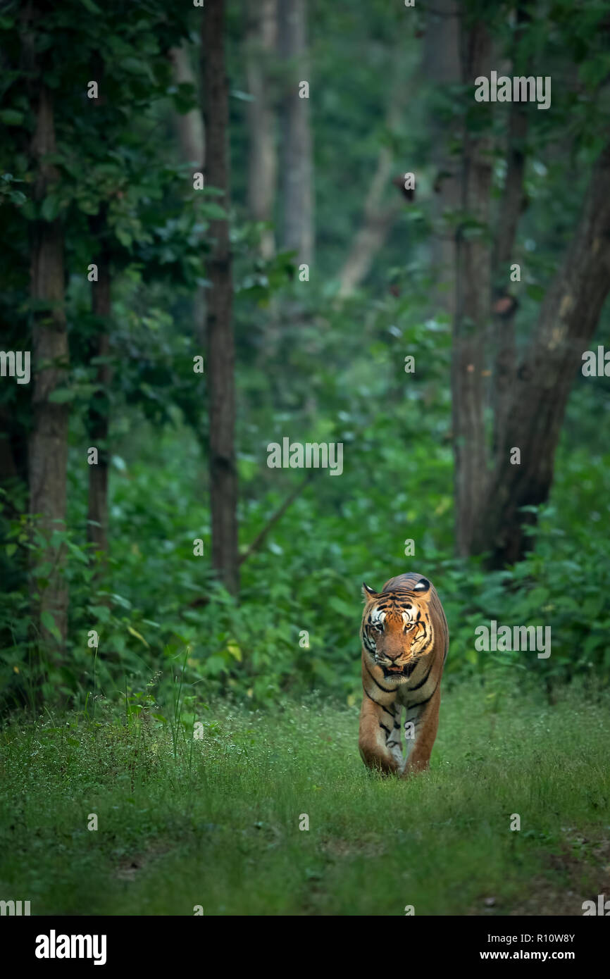 Jungle theme background hi-res stock photography and images - Alamy
