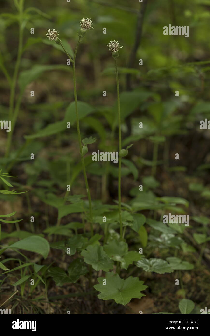 A coltsfoot, Homogyne sylvestris in montane woodland, Slovenia Stock ...
