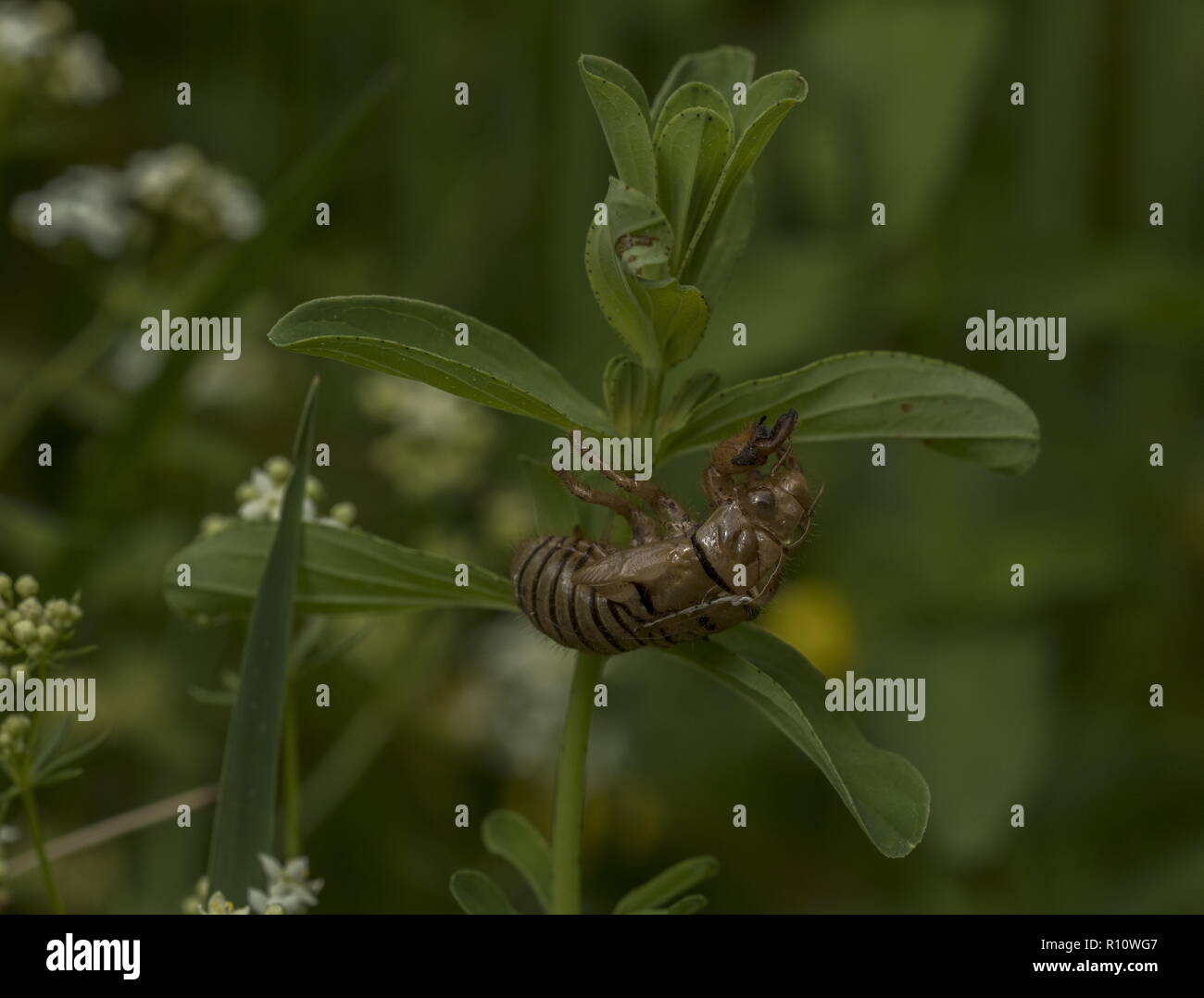 Cast skin hi-res stock photography and images - Alamy