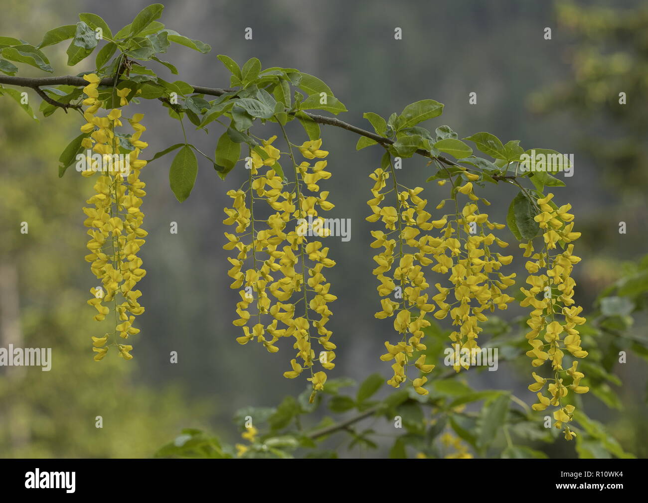 Common laburnum hi-res stock photography and images - Alamy