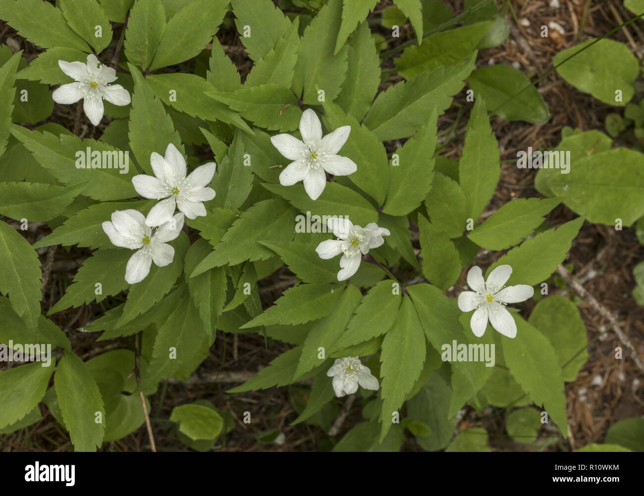 Three-leaved anemone, Anemone trifolia in flower in woodland, Julian ...